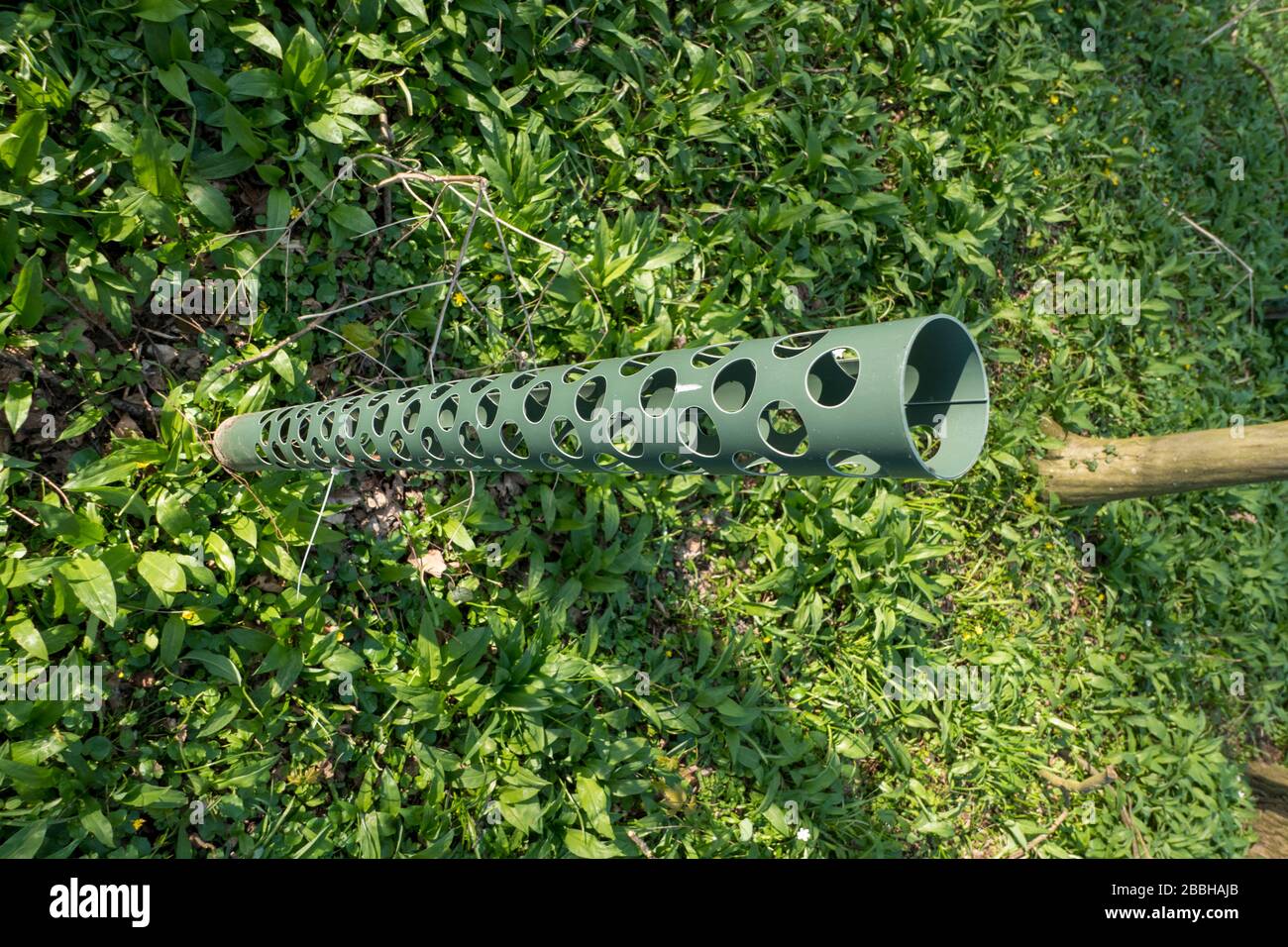Tree rearing with plastic Protection in the forest Reforestation Stock ...