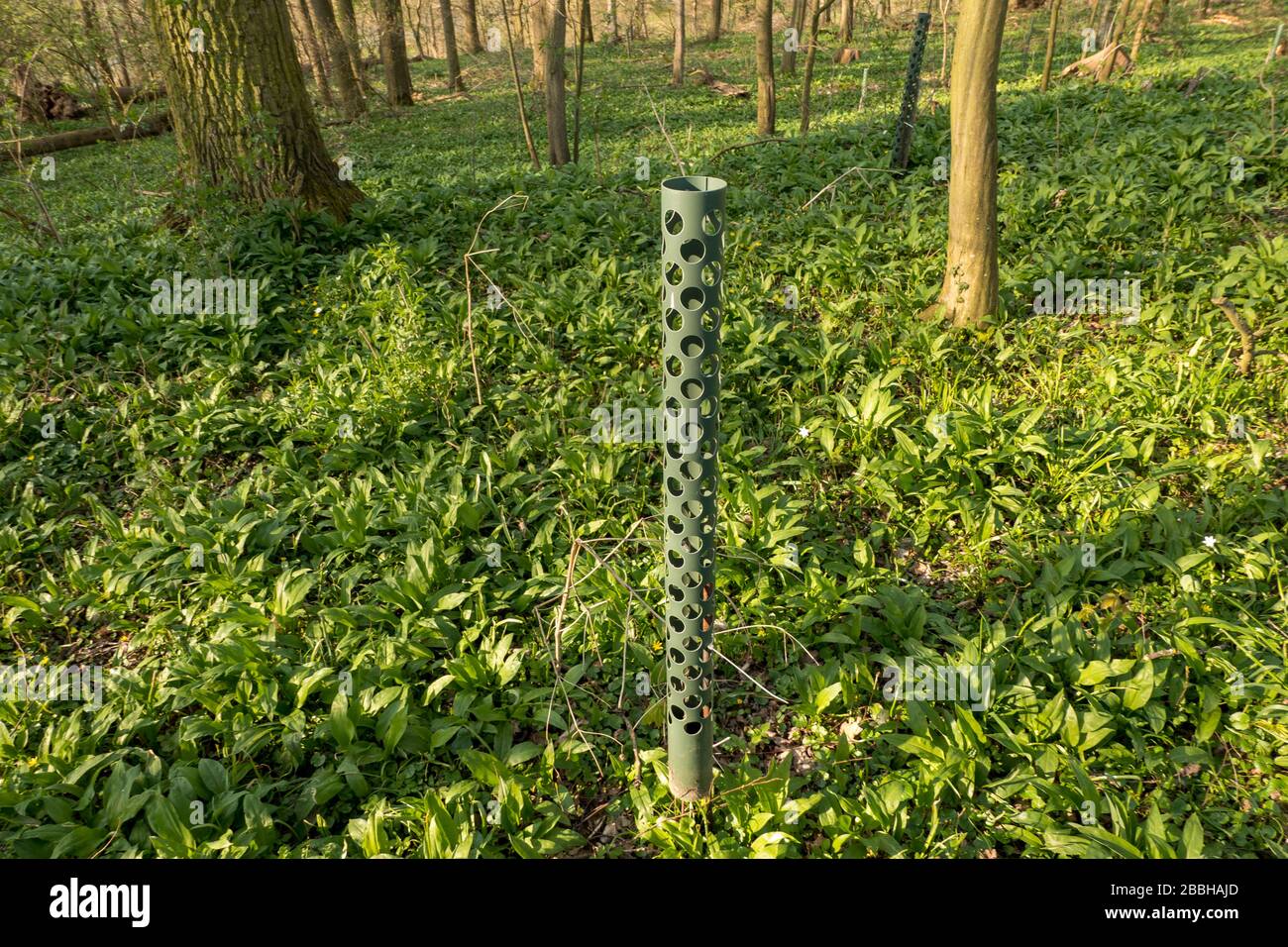 Tree rearing with plastic Protection in the forest Reforestation Stock ...