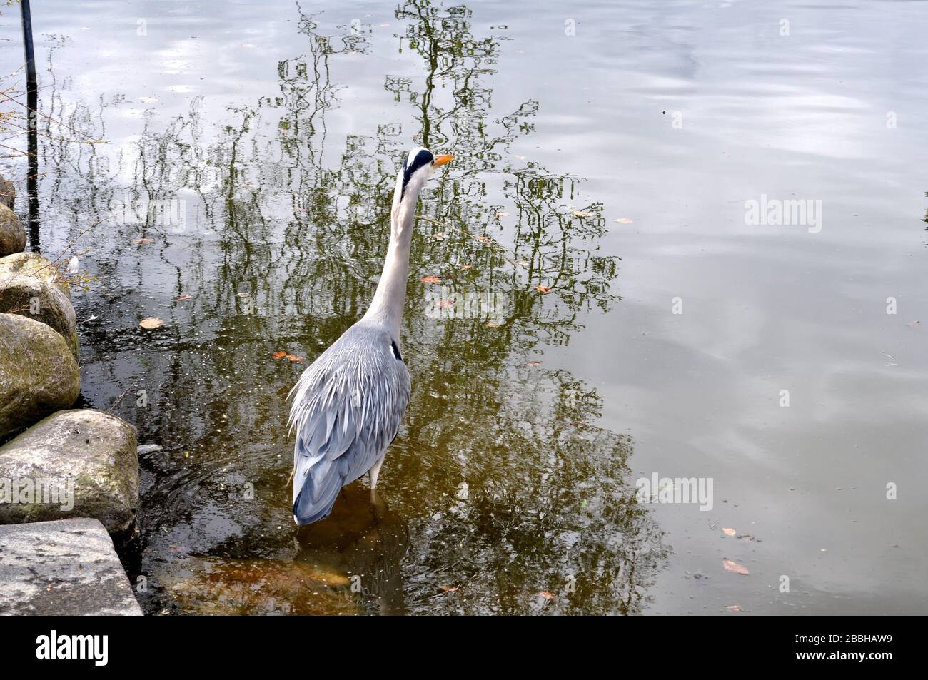 Beautiful specimen of Heron photographed in an artificial lake Stock ...