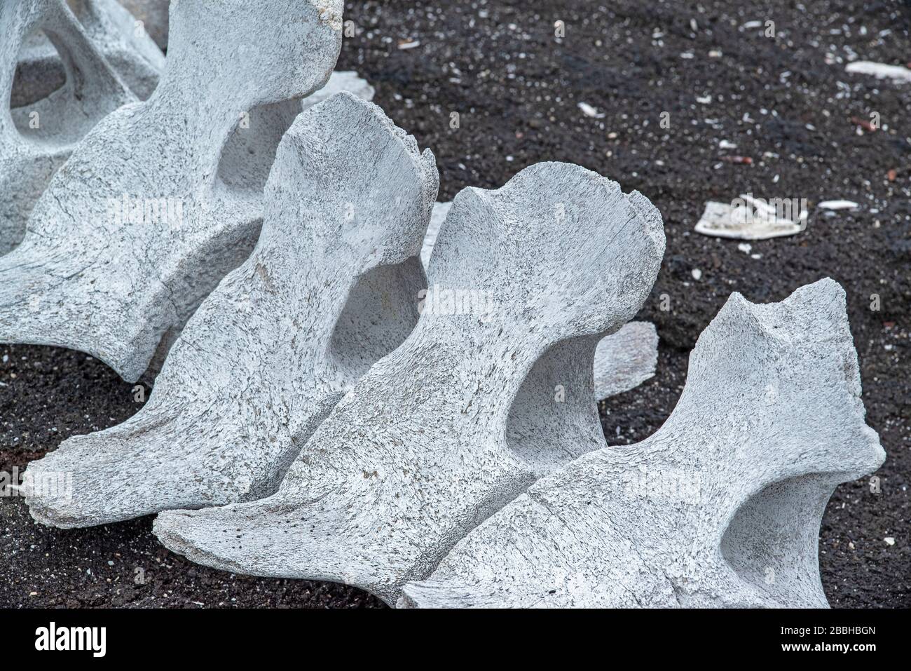 Whales bones hi-res stock photography and images - Alamy