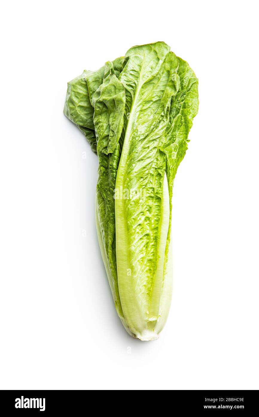 Fresh green Romaine Lettuce. Leaves of Lactuca sativa isolated on white background Stock Photo ...