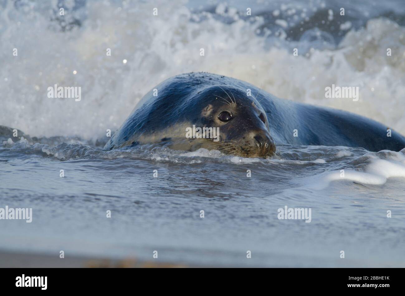 Grey Seals at Winterton on sea beach Stock Photo - Alamy