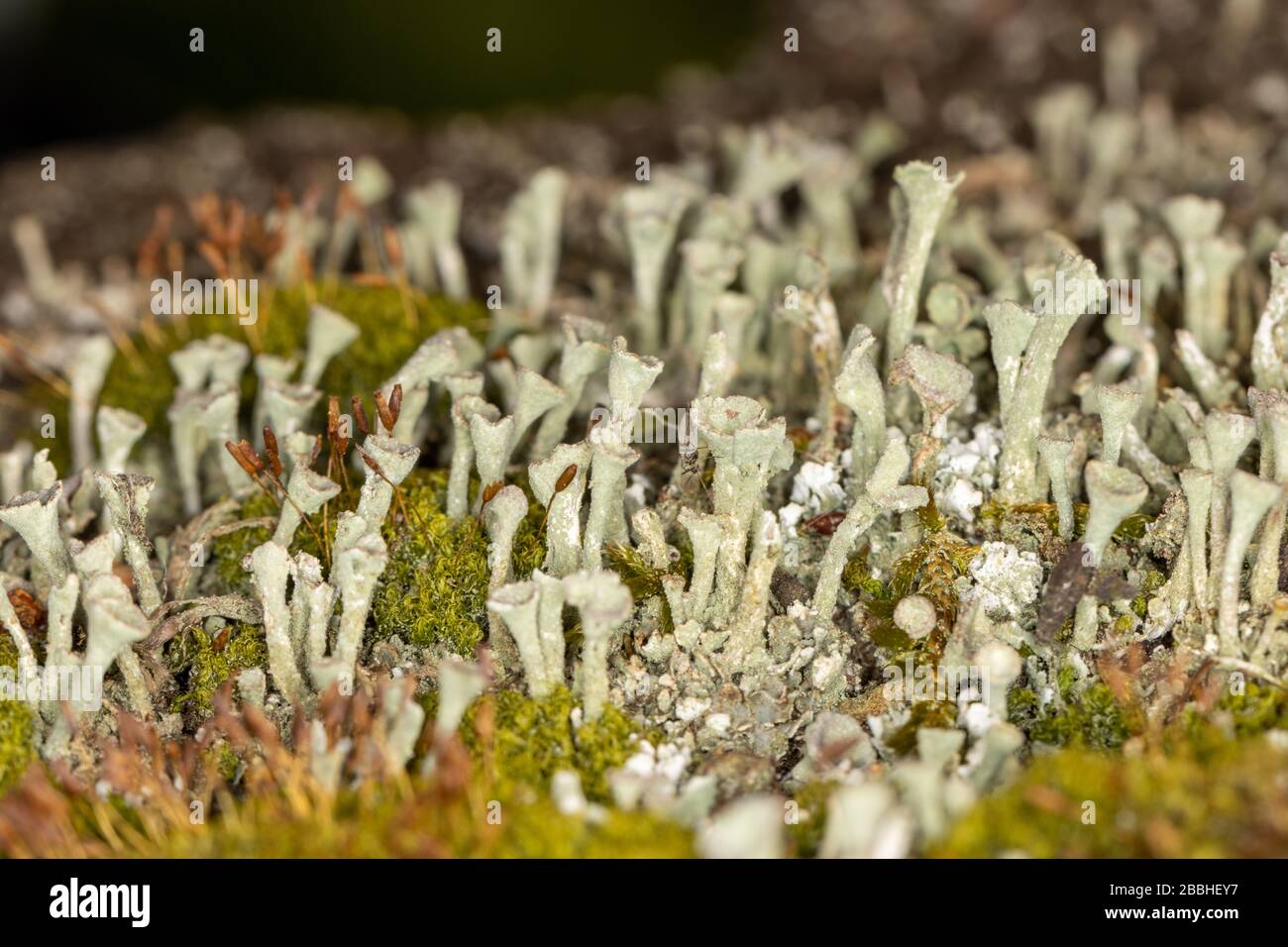 Selective focus on multiple types of moss growing on wood Stock Photo ...