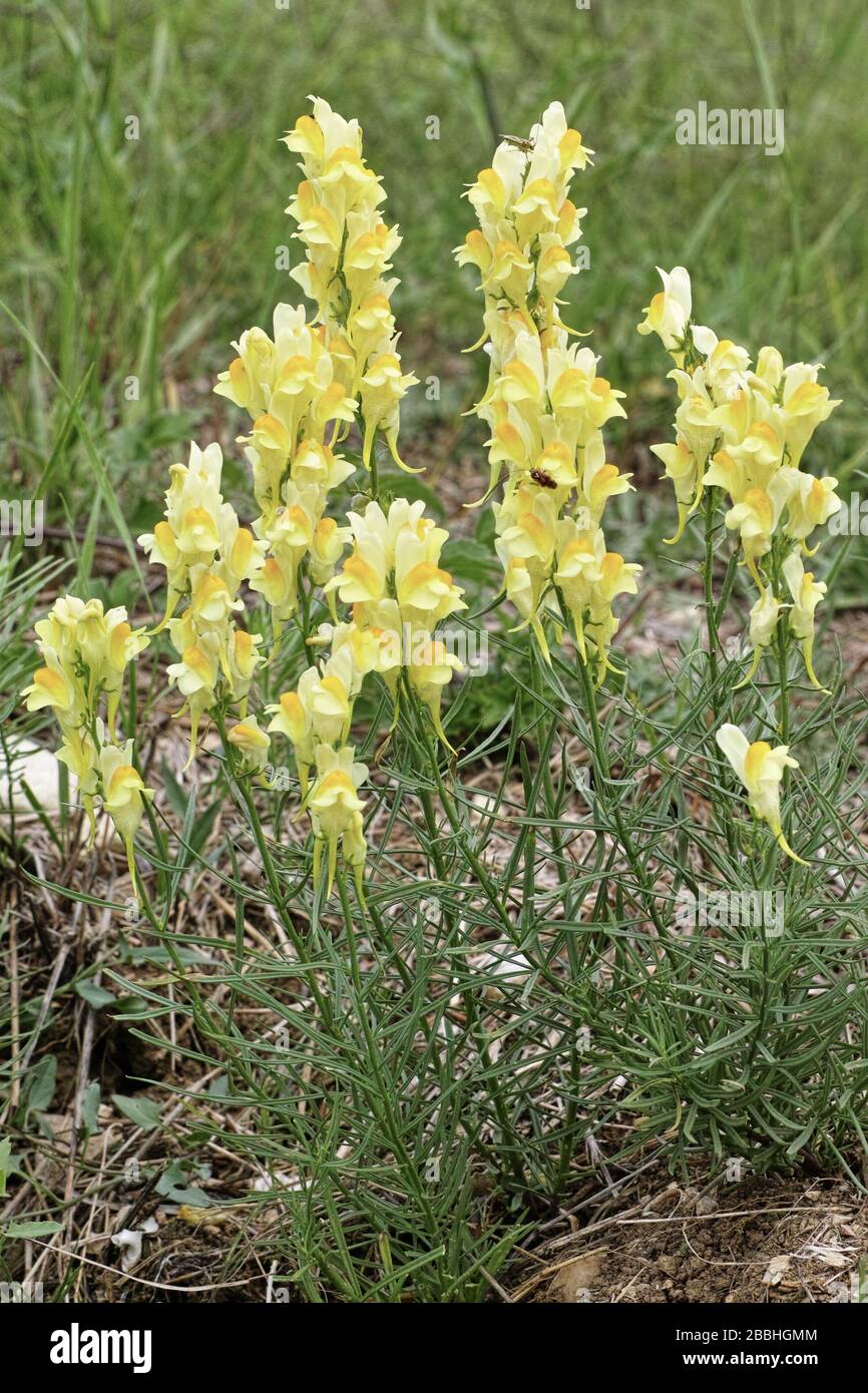 plants of yellow toadflax, linaria vulgaris Stock Photo - Alamy