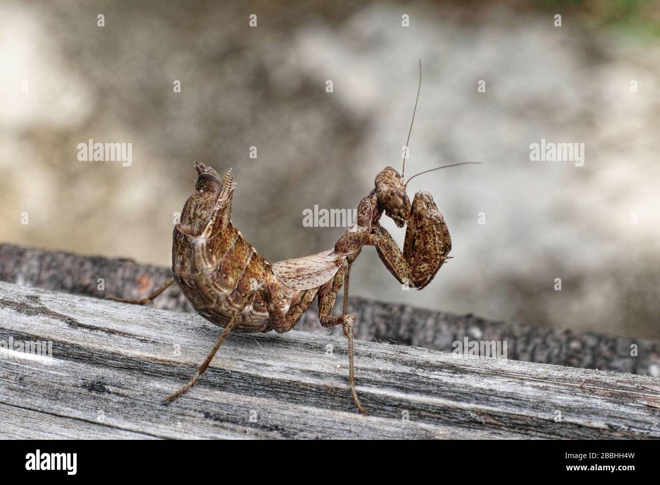 specimen of a young brown european mantis Stock Photo - Alamy