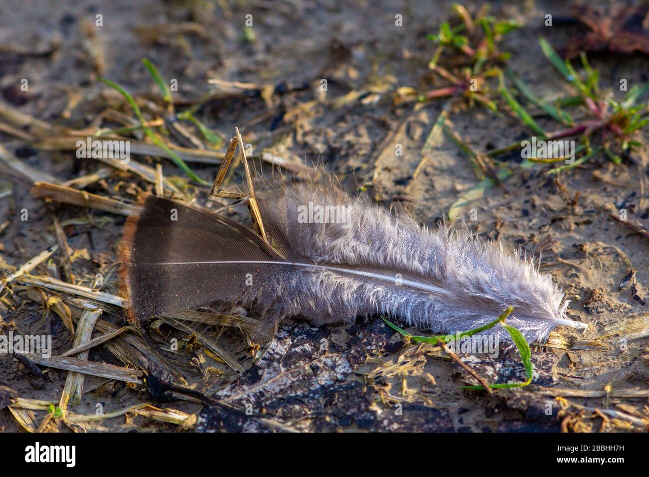 single lost Wild Turkey Feather on the ground Stock Photo - Alamy