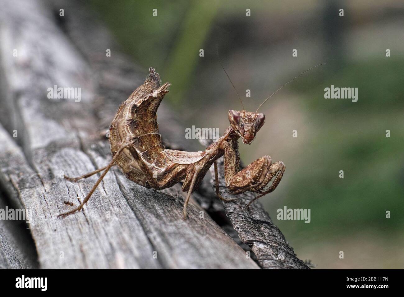 young specimen of brown praying mantis Stock Photo - Alamy