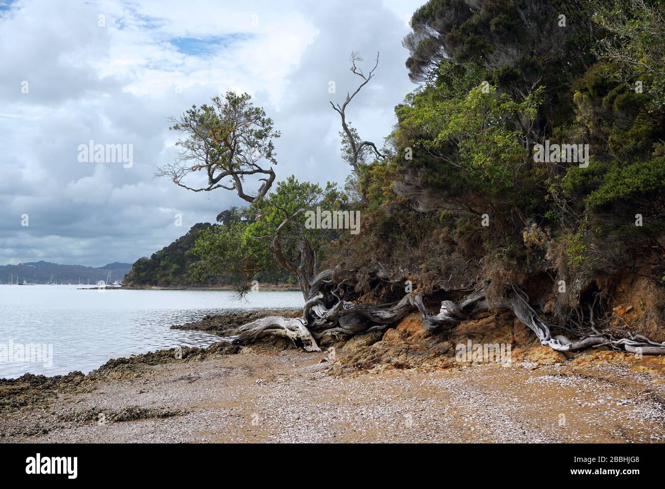 New zealand tree roots hi-res stock photography and images - Alamy