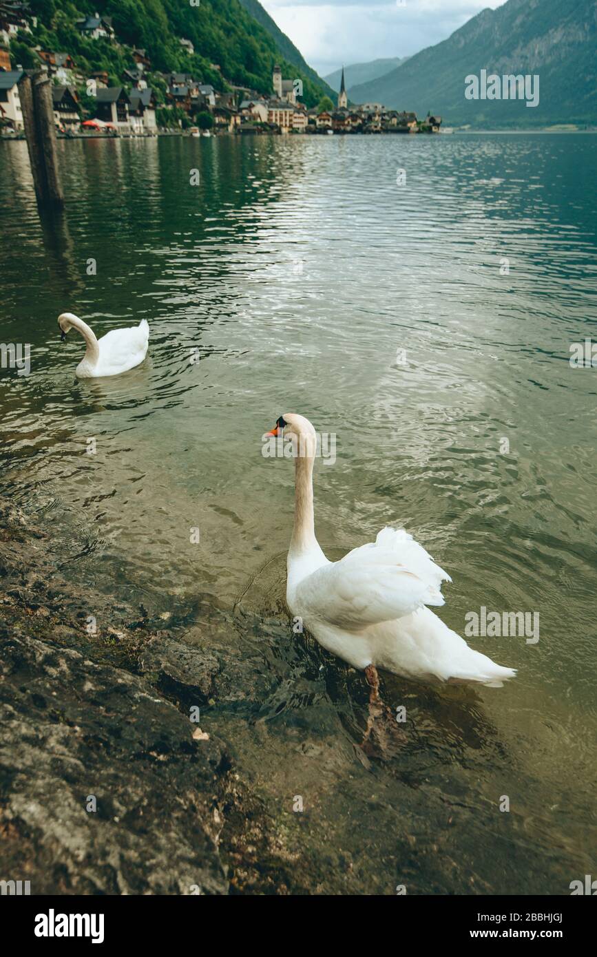 lovely couple swans at lake hallstatt city on background austria Stock ...
