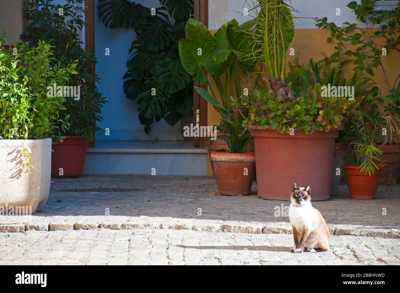 Light brown Siamese cat sits on the sunny pavement, near the open door ...