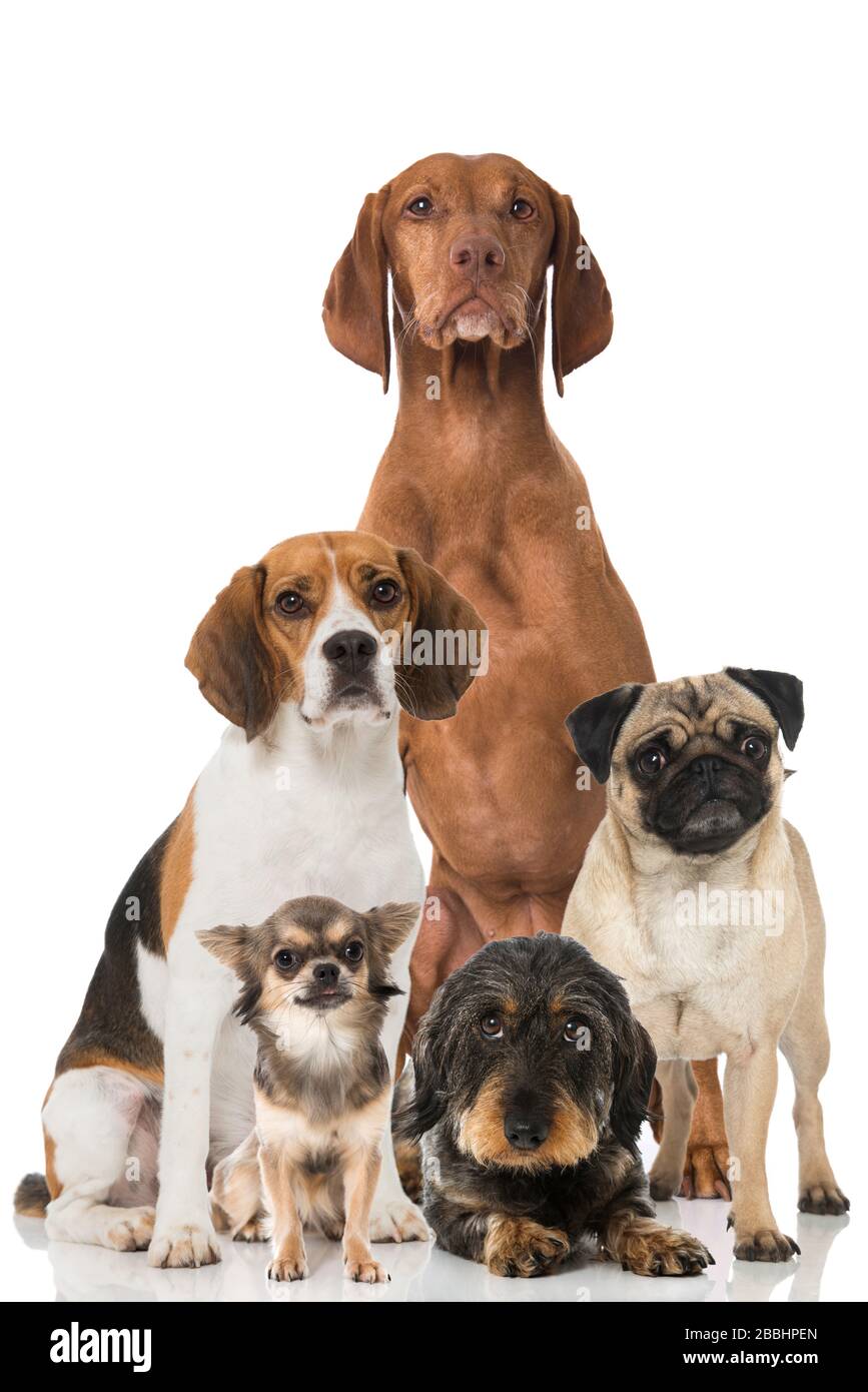 Different breed dogs on white background Stock Photo - Alamy