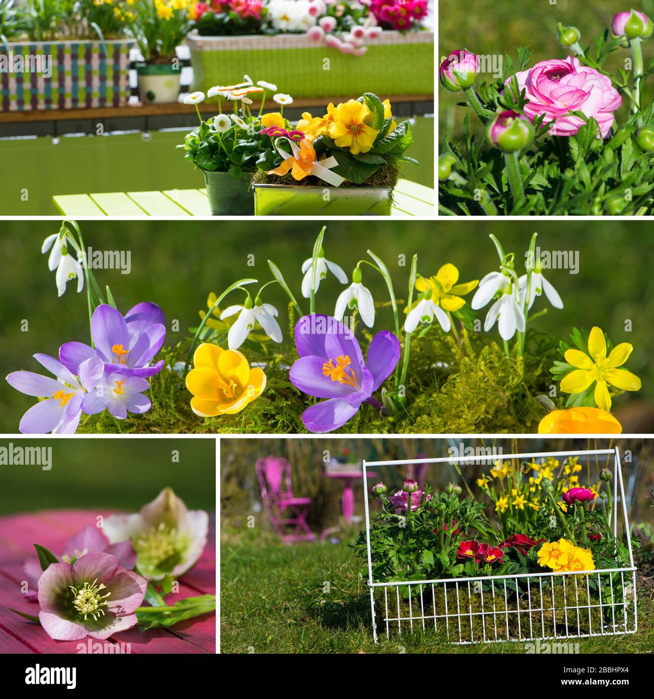 Collage of colorful spring flowers Stock Photo - Alamy