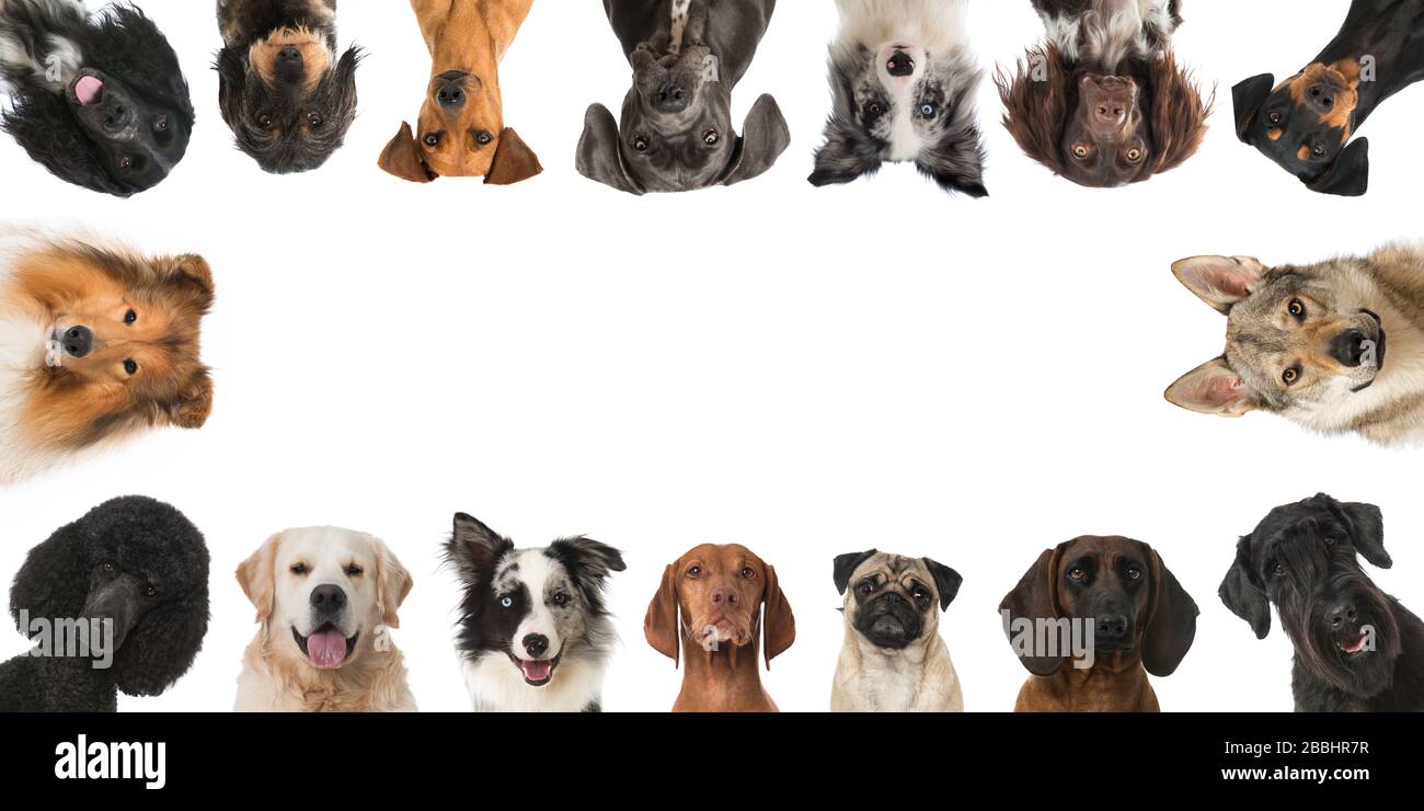 Collage of many different breed dogs isolated on white Stock Photo - Alamy