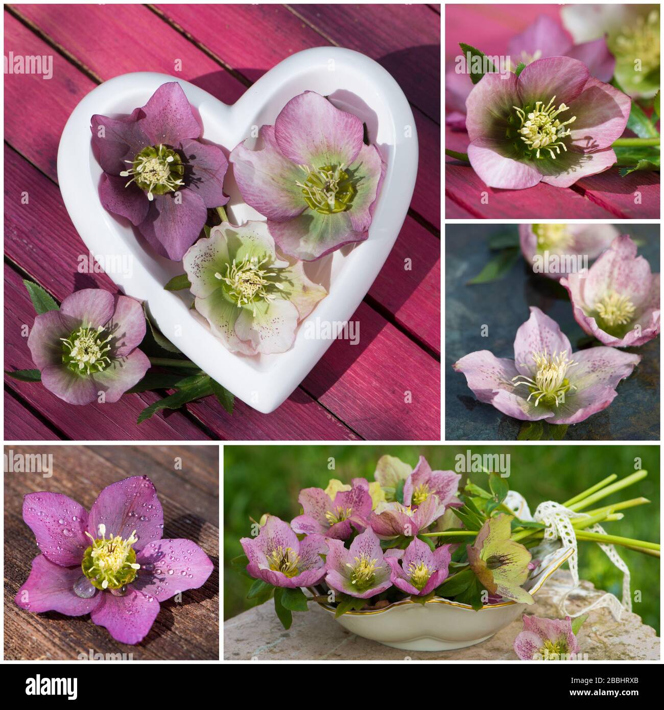 Collage of colorful spring flowers Stock Photo - Alamy