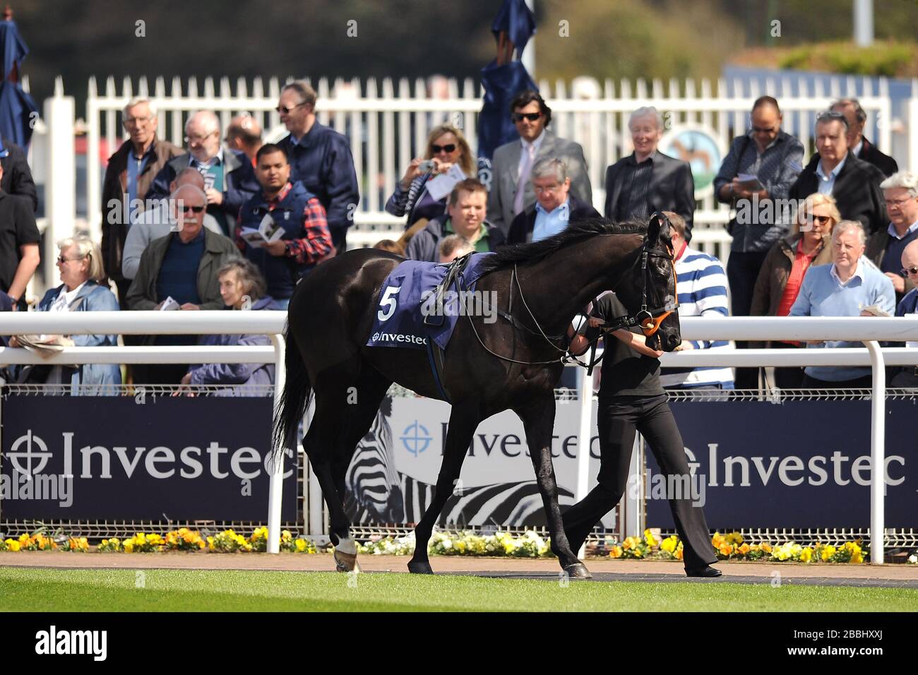 Diamond Charlie is led through the pre-parade ring before the Investec ...