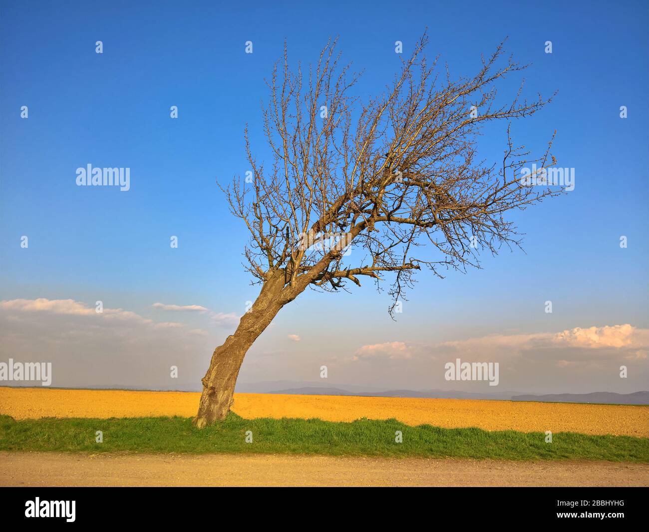 Crooked and bent tree in the field with sky Stock Photo - Alamy