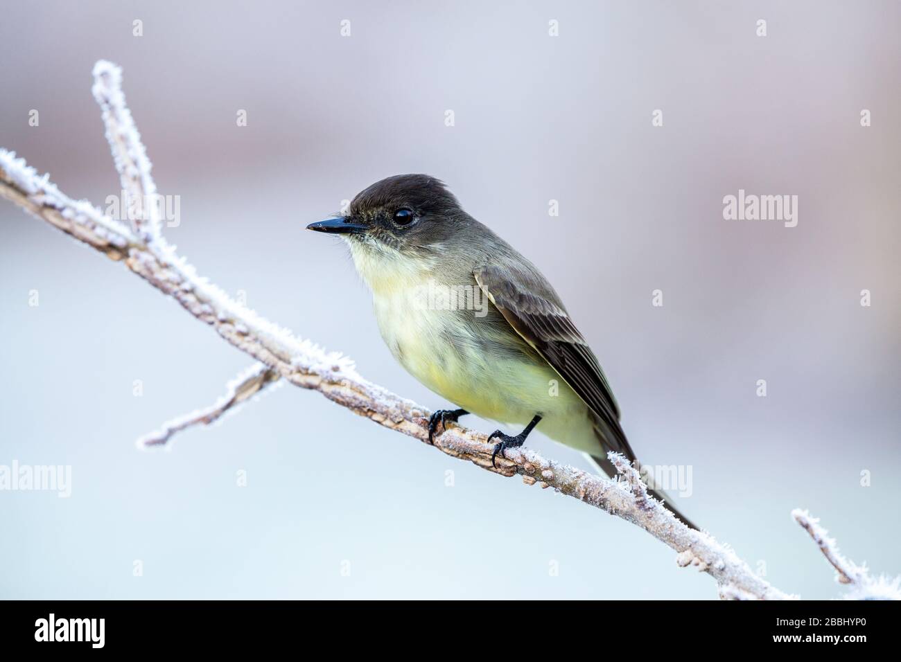Eastern Phoebe, Sayornis phoebe Stock Photo - Alamy