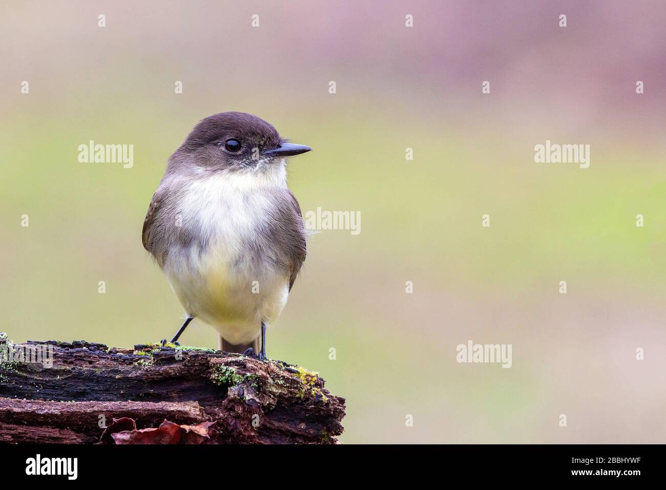 One eastern phoebe hi-res stock photography and images - Alamy