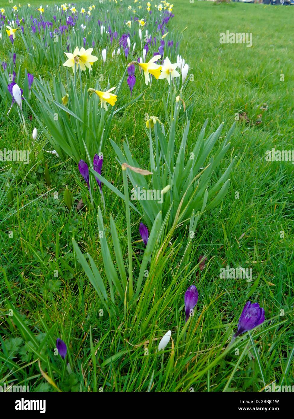 Spring flowers on open grassland including narcissus and crocus growing ...