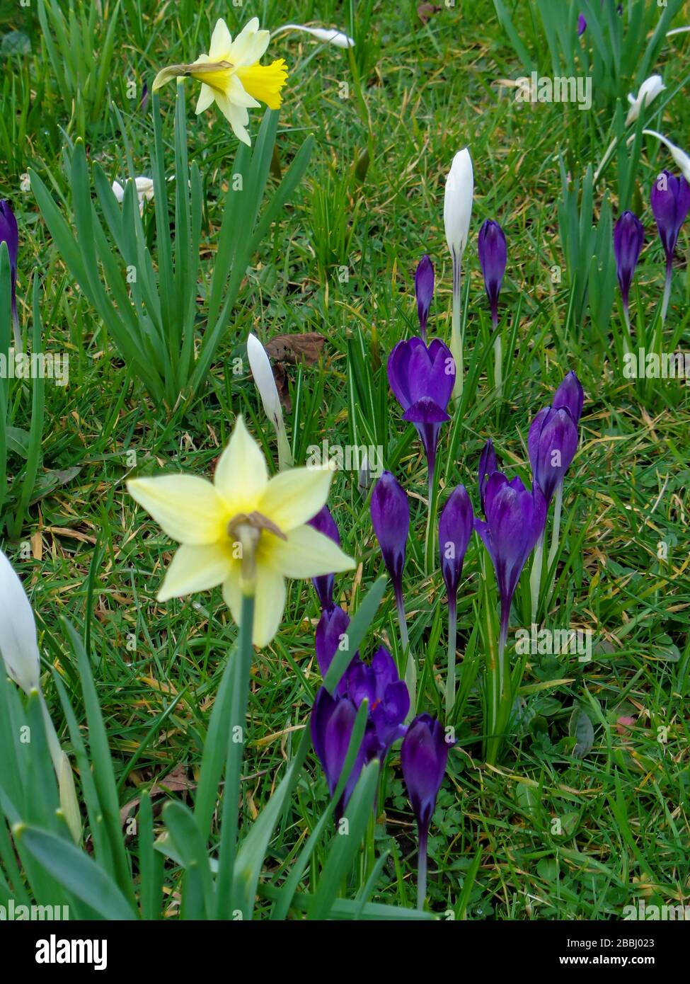 Spring flowers on open grassland including narcissus and crocus growing ...
