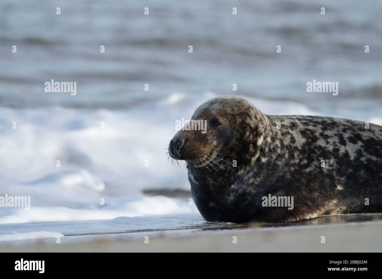 Grey Seals at Winterton on sea beach Stock Photo - Alamy