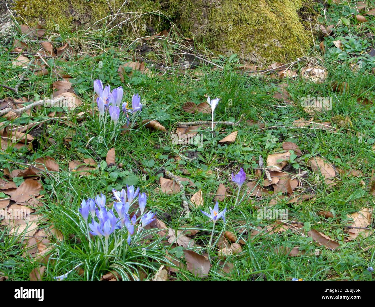 Spring crocuses growing wild with moss covered tree trunk in background ...