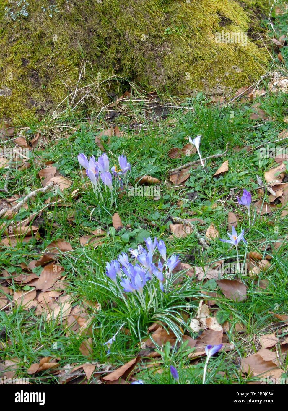 Crocuses are native to woodland hi-res stock photography and images - Alamy