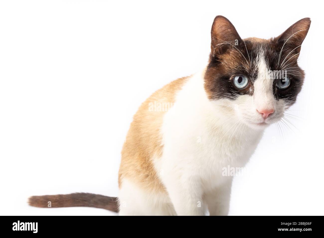 Siamese and ragdoll cross cat walking on white background in studio ...