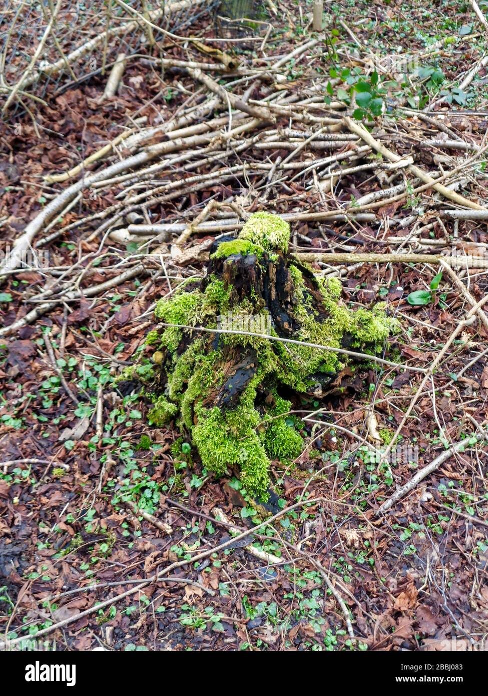 Illustrating Natures chaos with natural environment portraits Stock ...