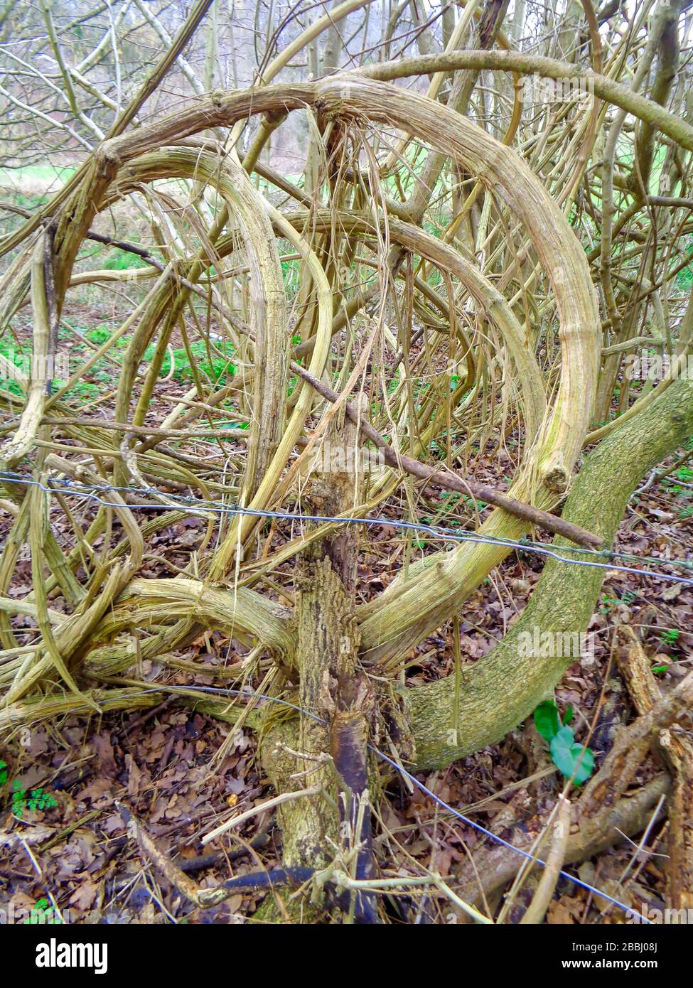 Illustrating Natures chaos with natural environment portraits Stock ...