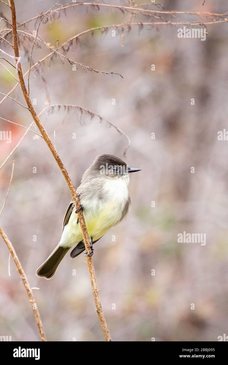 Eastern Phoebe, Sayornis phoebe Stock Photo - Alamy