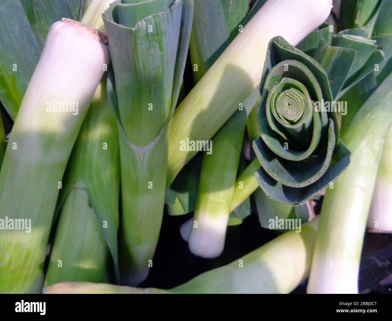 Patterns in Leek stalk, close up vegetable food portrait Stock Photo ...