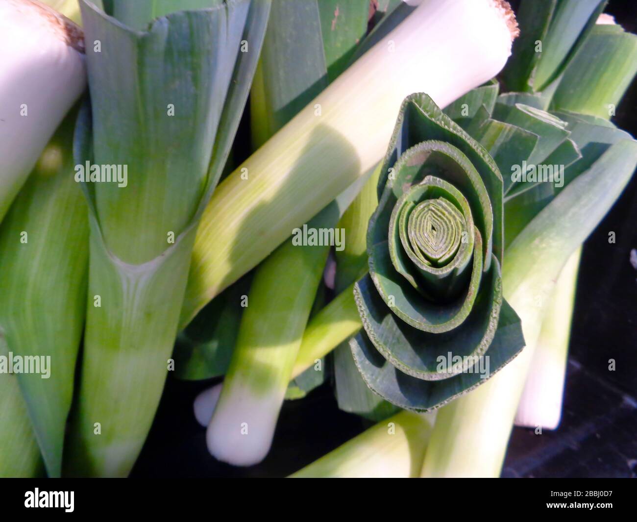 Patterns in Leek stalk, close up vegetable food portrait Stock Photo ...