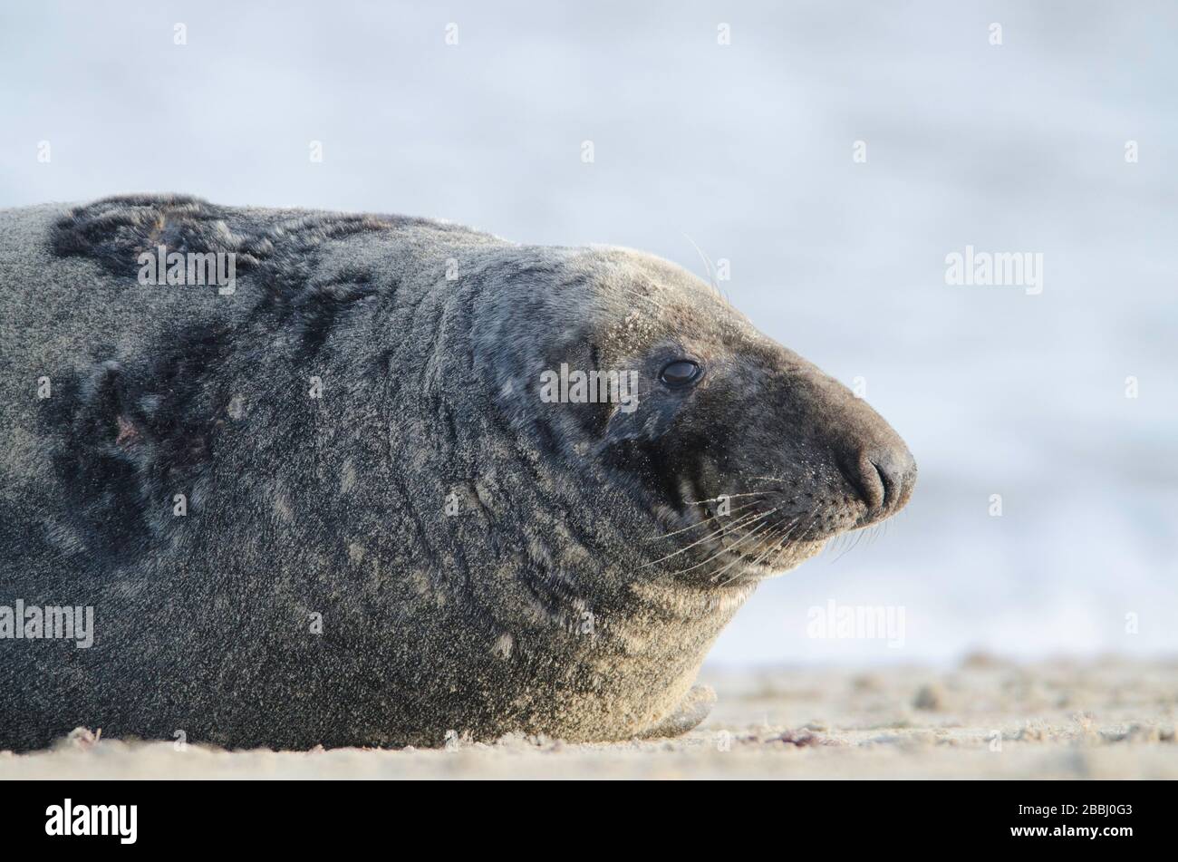Grey Seals at Winterton on sea beach Stock Photo - Alamy