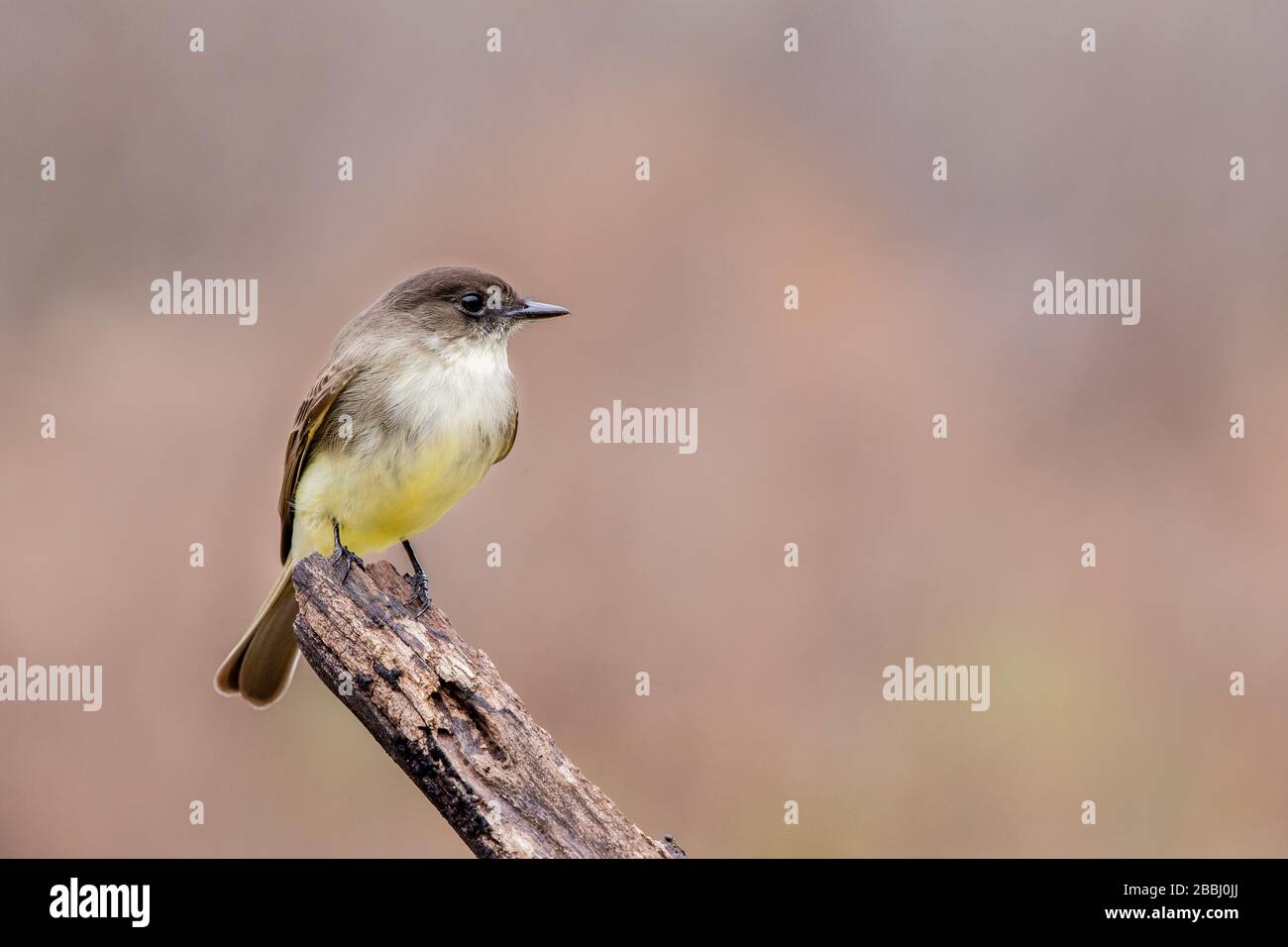 Eastern Phoebe, Sayornis phoebe Stock Photo - Alamy