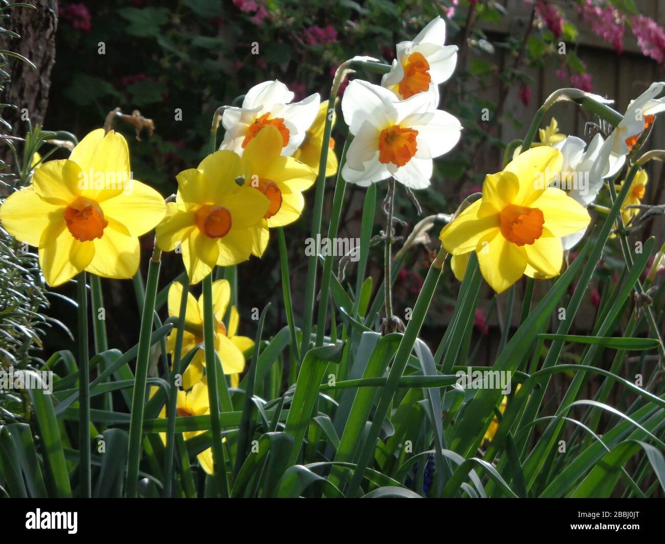 Daffodils in the spring sunshine of a London urban garden, England ...