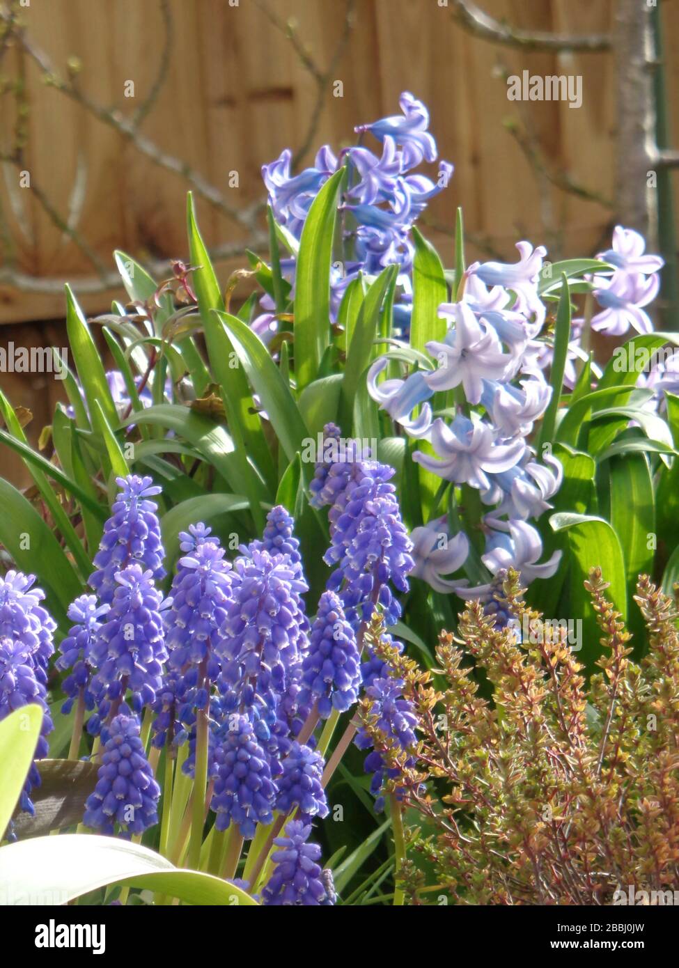 Spring flowering Hyacinth in a London urban garden, nature study Stock ...