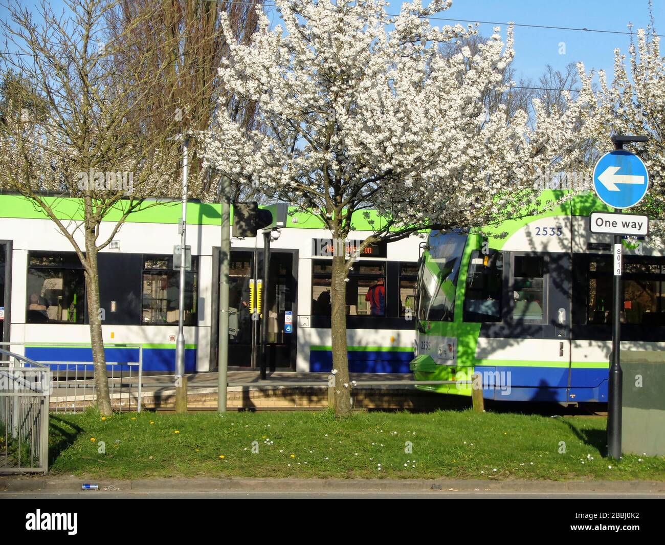 Tram at New Addington tram terminus in the spring showing ornamental ...