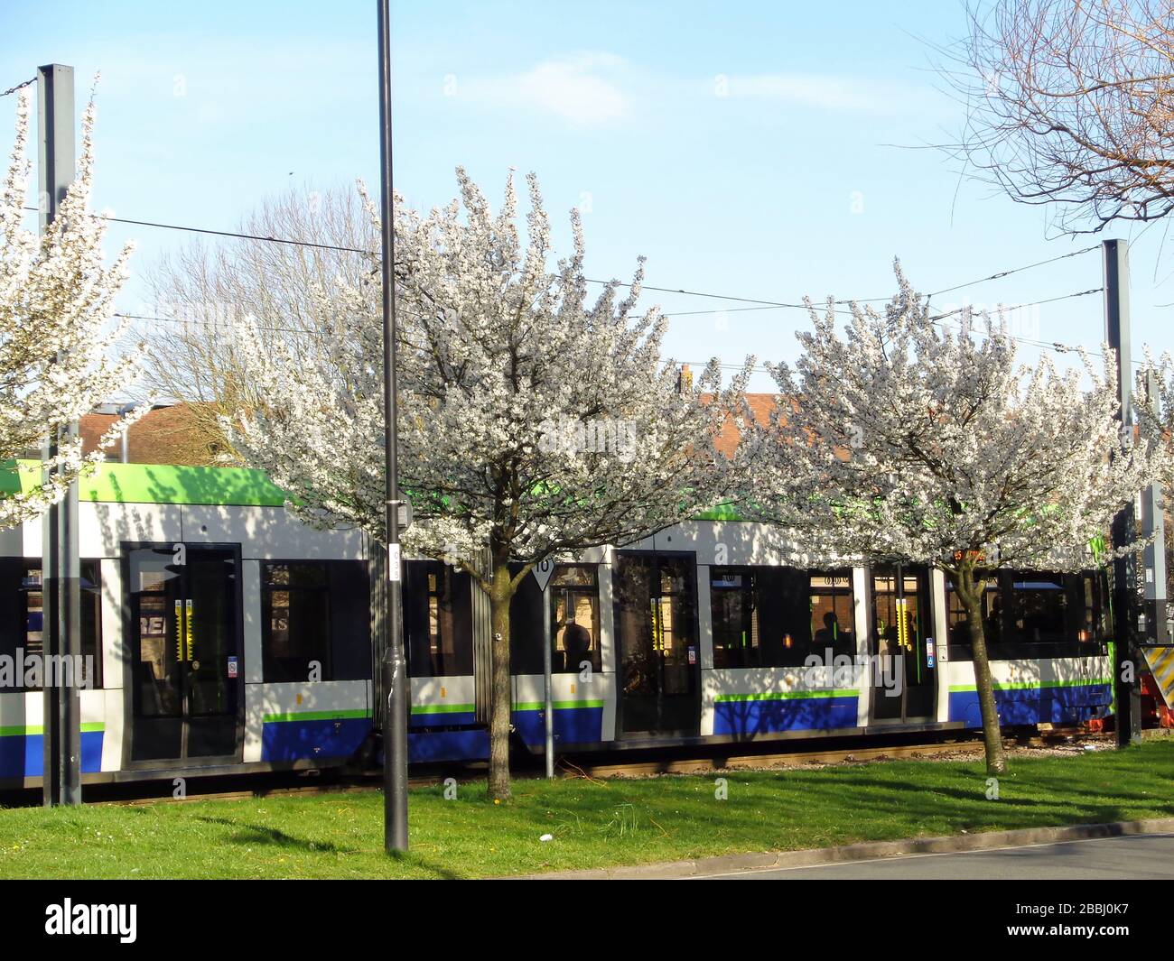 Tram at New Addington tram terminus in the spring showing ornamental ...