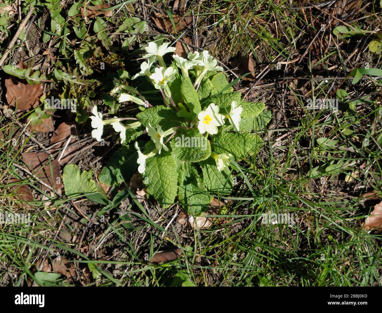 Yellow Primrose cluster in spring, natural plant portrait Stock Photo ...