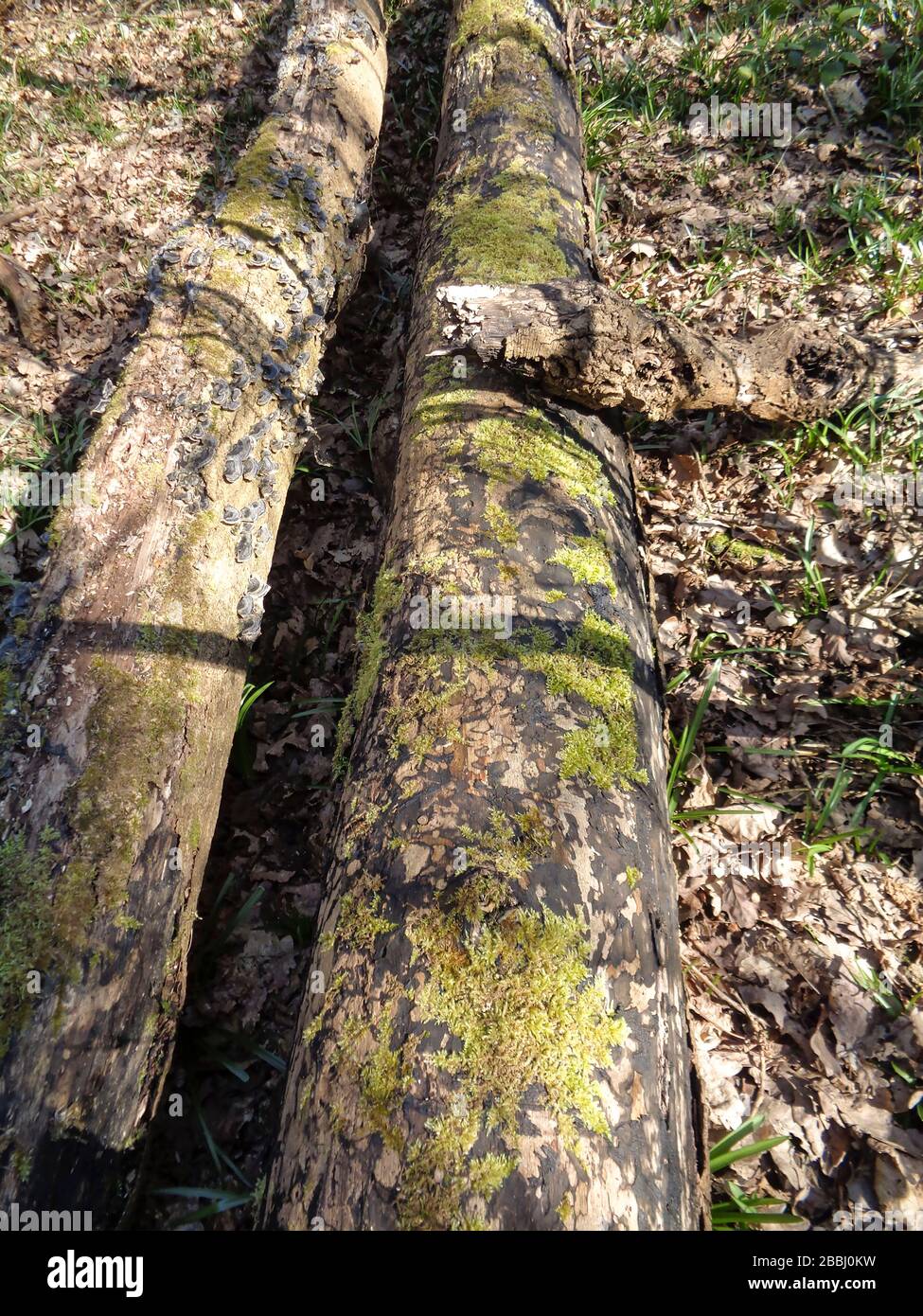 Illustrating Natures chaos with natural environment portraits Stock ...