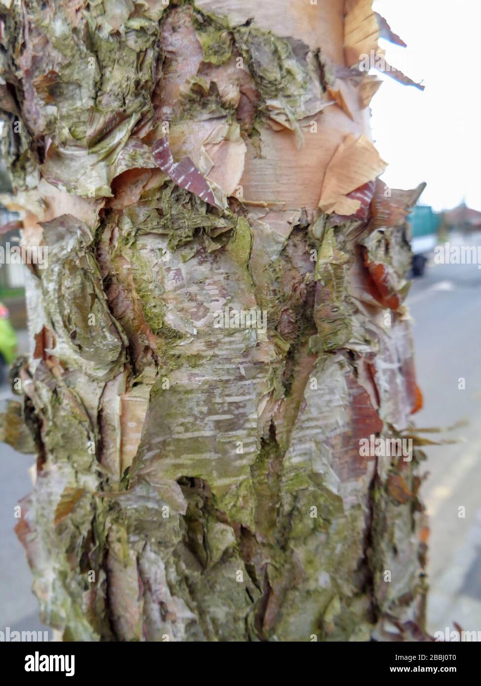 Abstract natural environment of peeling tree bark Stock Photo - Alamy