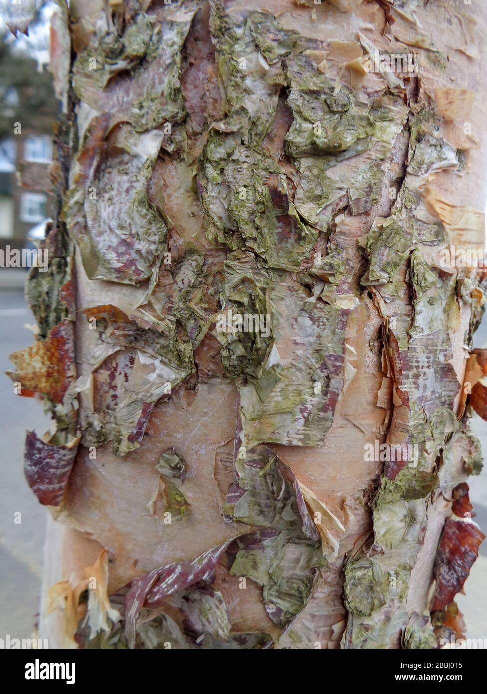 Abstract natural environment of peeling tree bark Stock Photo - Alamy