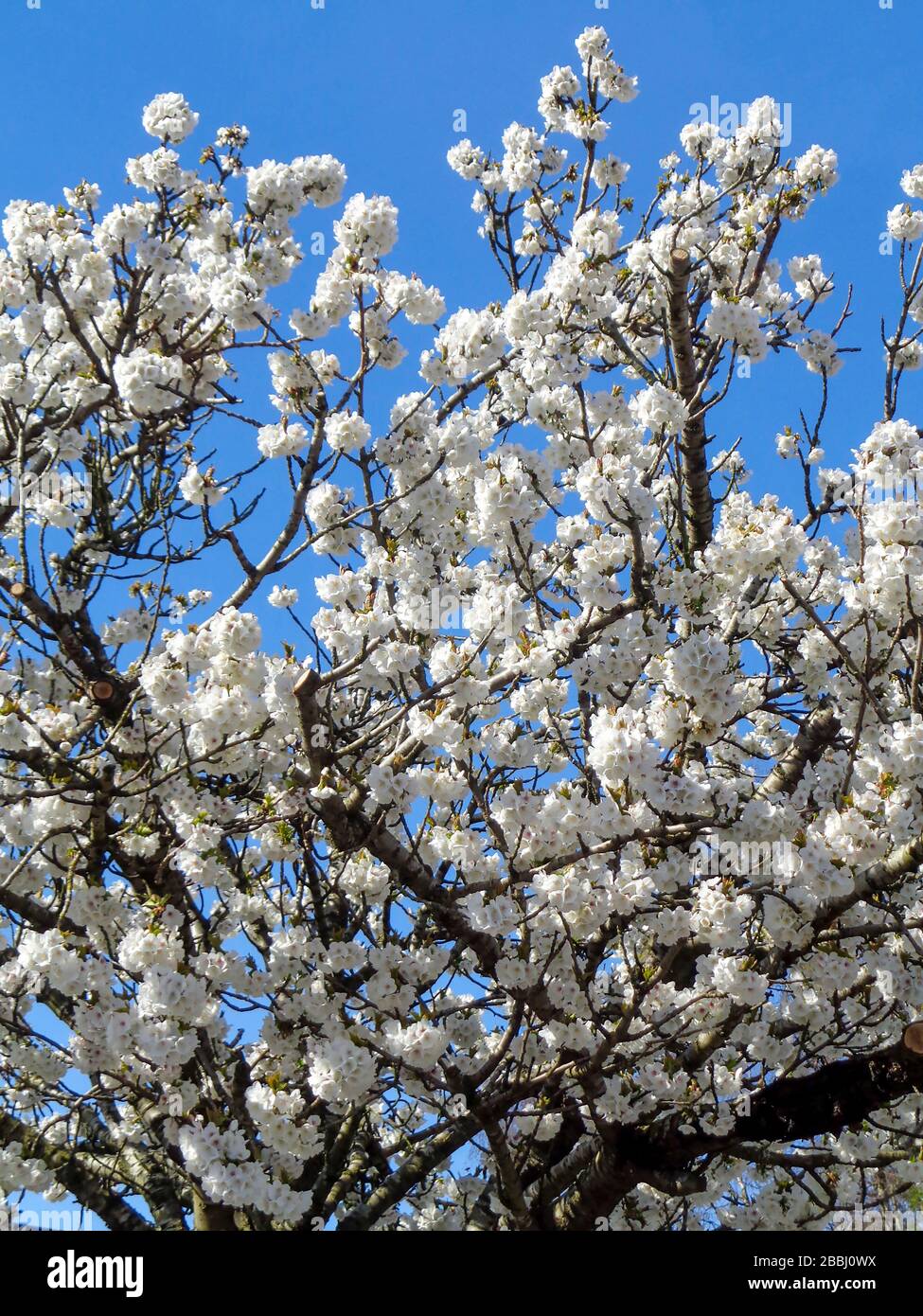 Spring blossom with blue sky background in the sunshine, Croydon ...