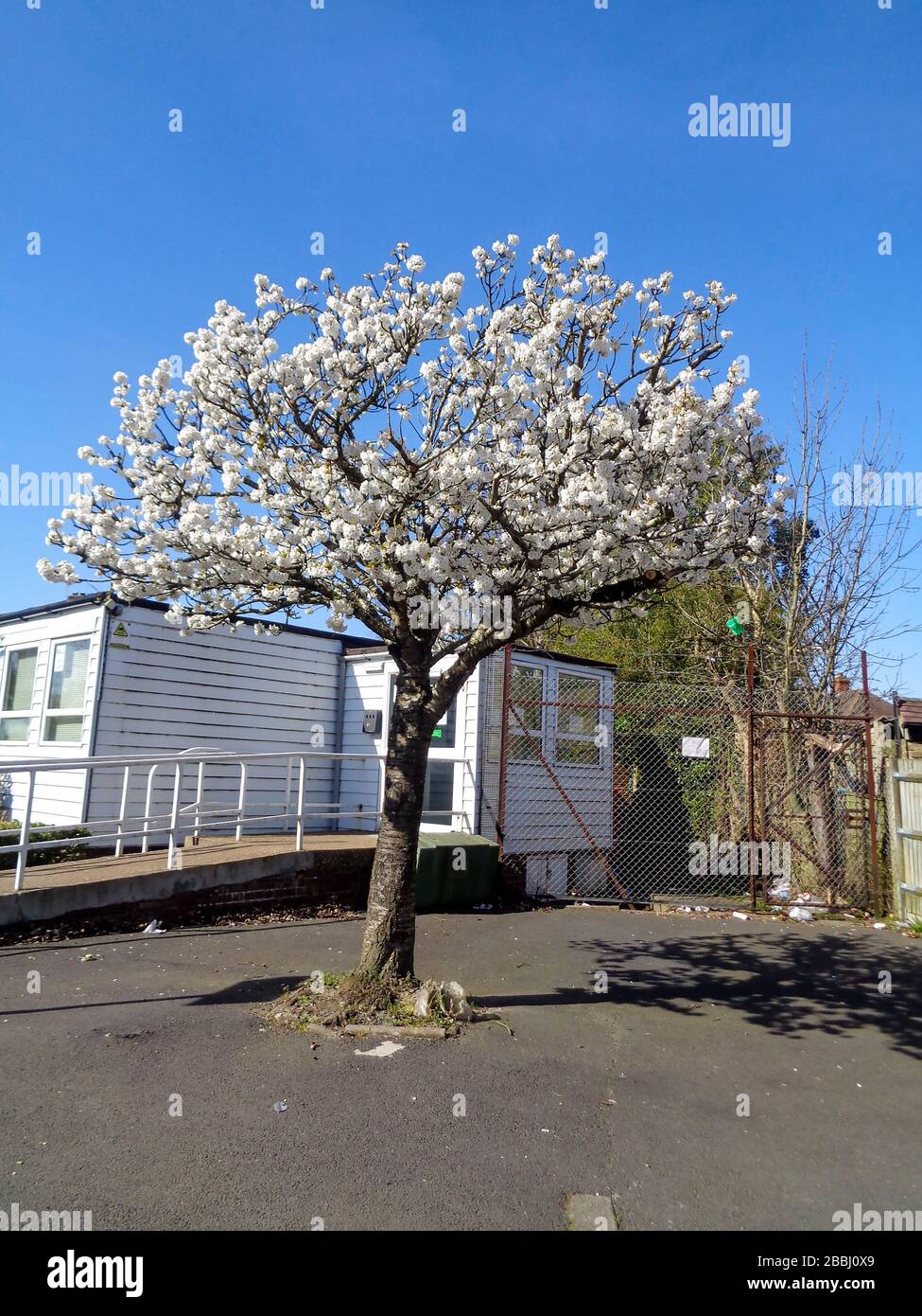 Spring blossom with blue sky background in the sunshine, Croydon ...