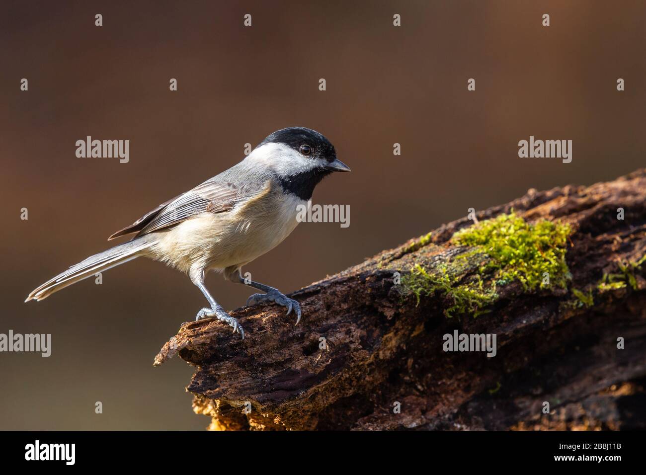 Carolina Chickadee, Poecile carolinensis Stock Photo - Alamy