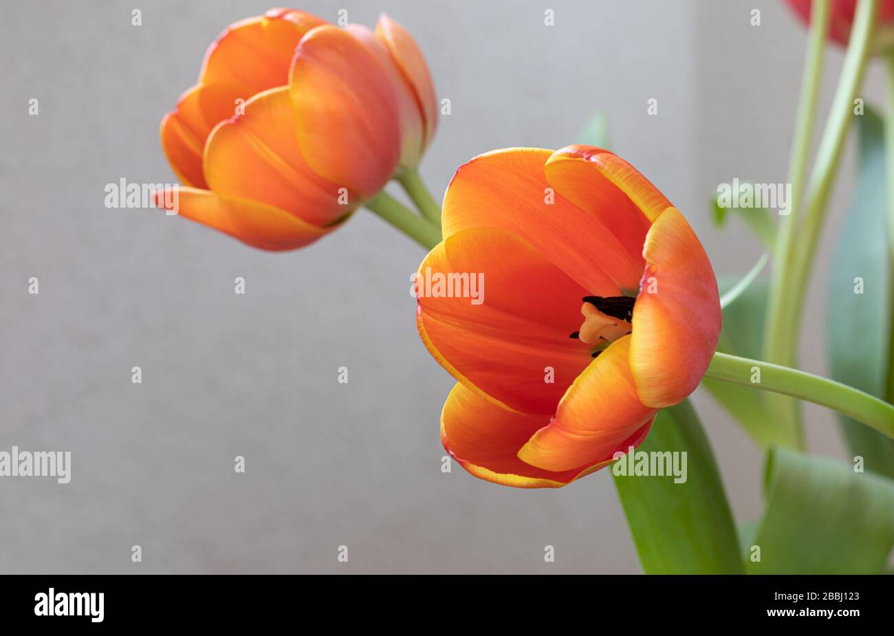 Beautiful red tulip flowers growing in a garden Stock Photo - Alamy