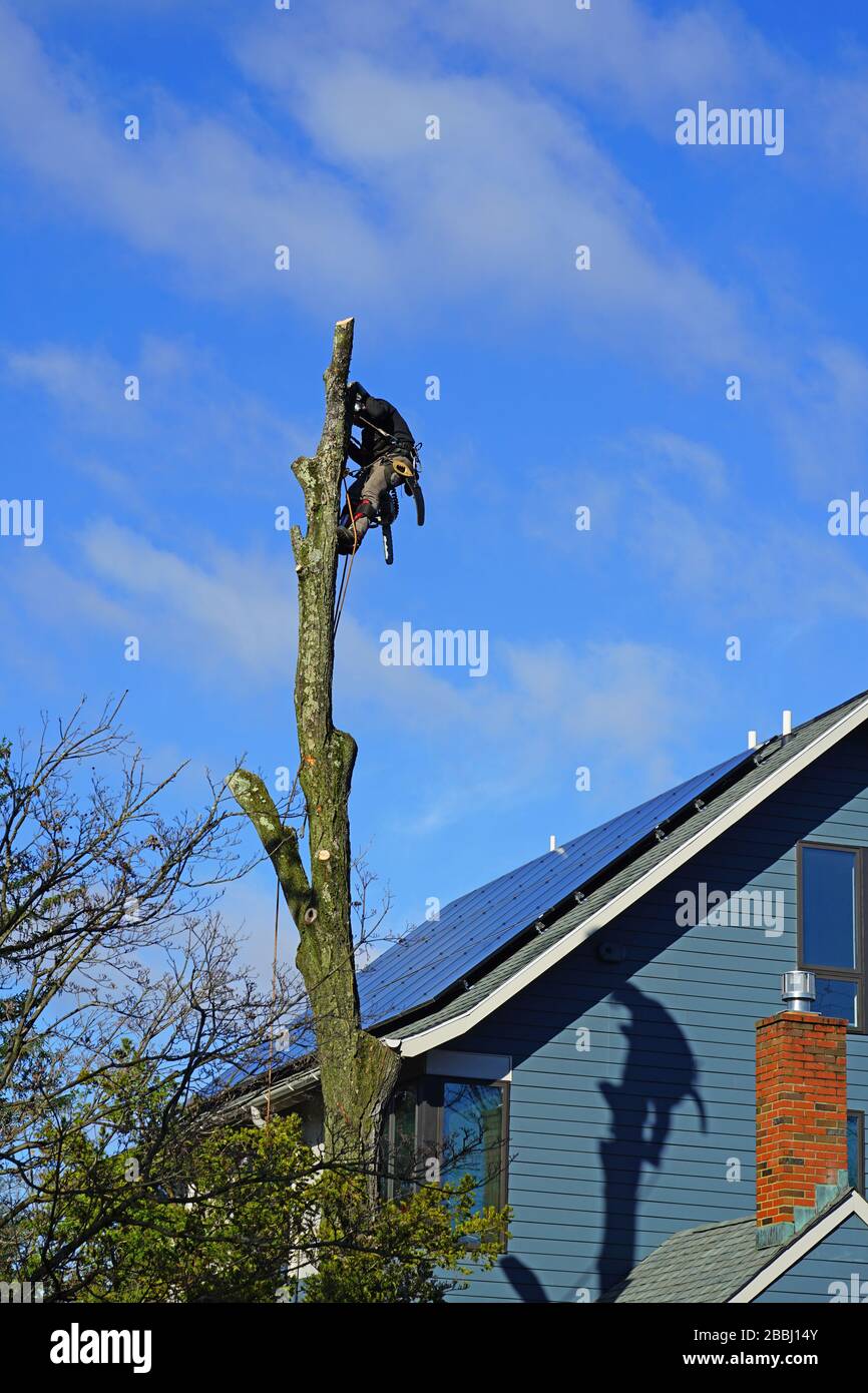 Man cutting tall tree hi-res stock photography and images - Alamy