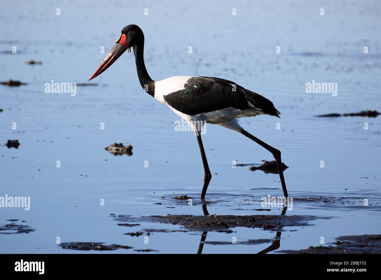 Clariidae hi-res stock photography and images - Alamy