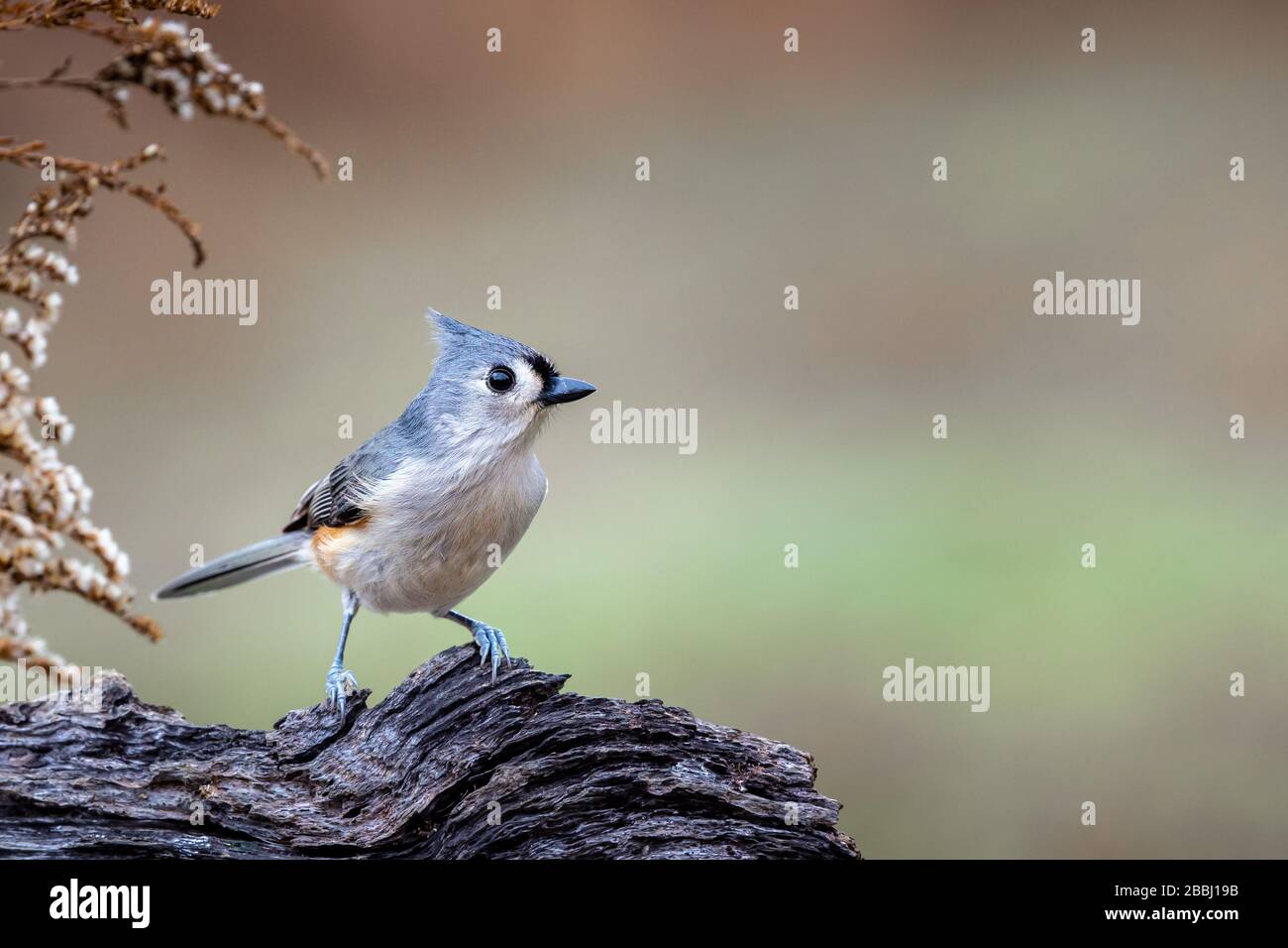 Colorful titmouse hi-res stock photography and images - Alamy